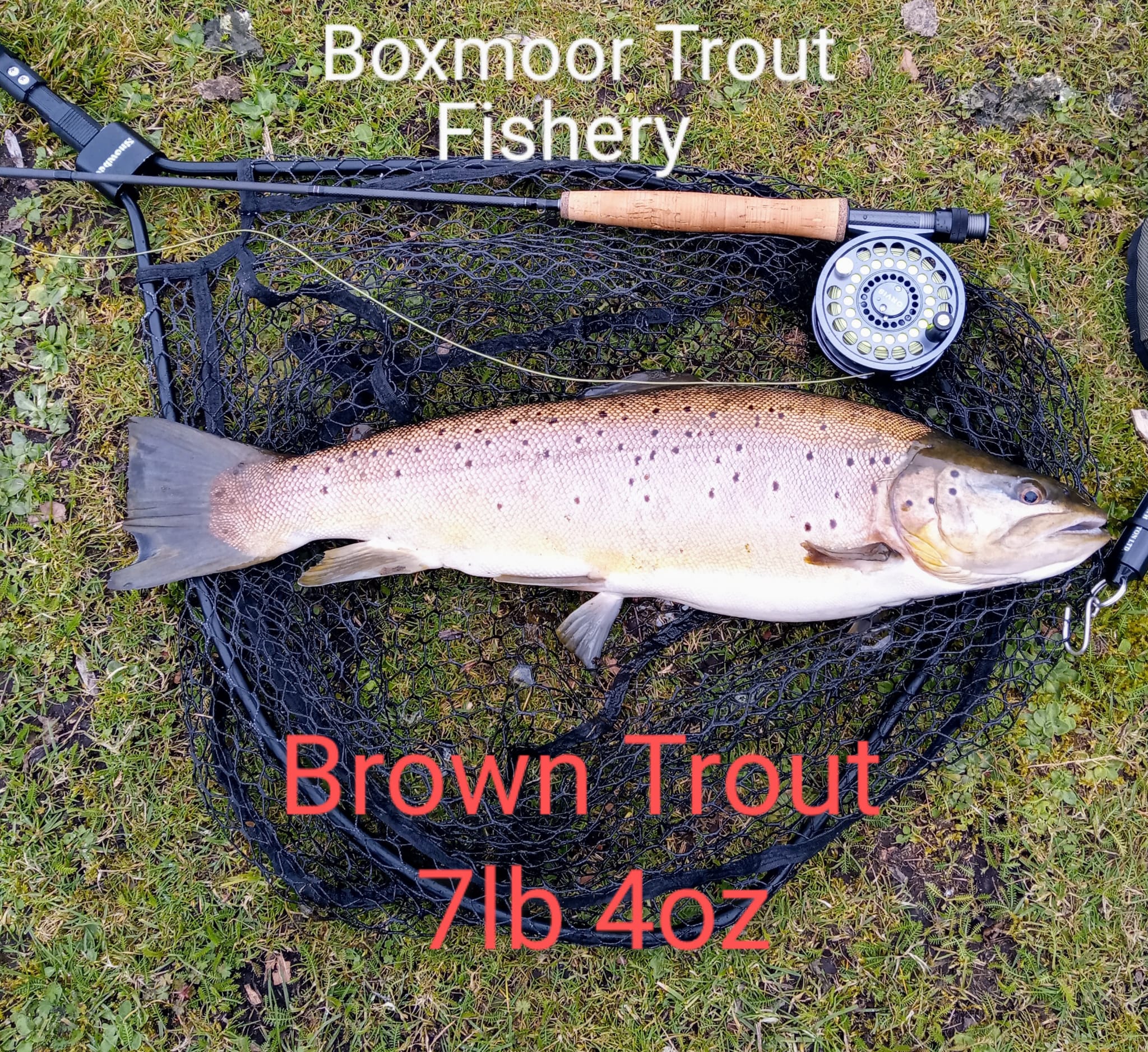 Cracking Fish | Boxmoor Trout Fishery