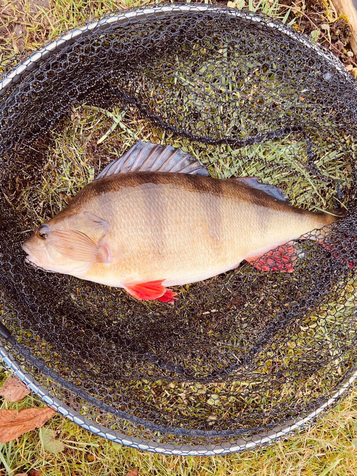 Fishing | Boxmoor Trout Fishery
